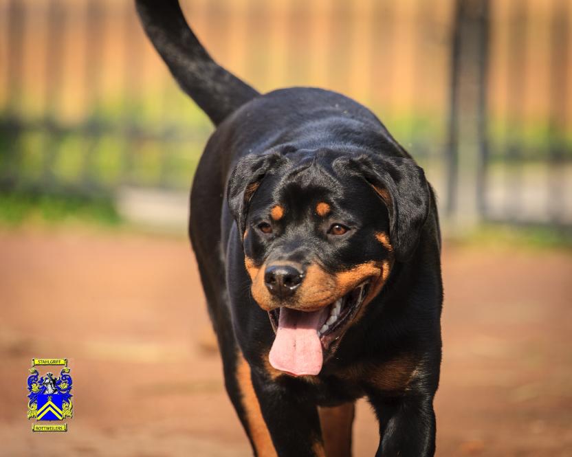 STAHLGRIFF ROTTWEILERS